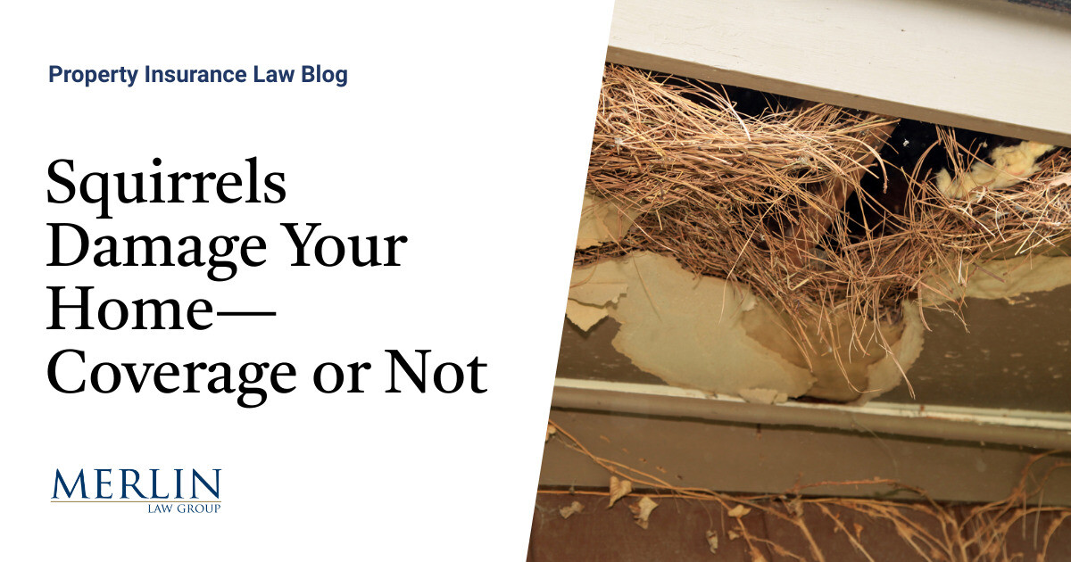 Squirrels Damage Your Home—Coverage or Not? | Property Insurance ...